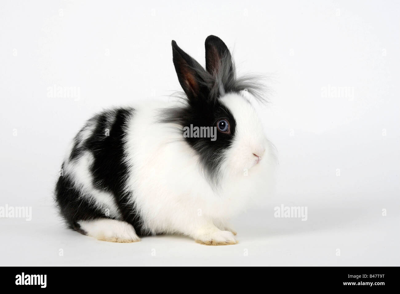Lion maned Dwarf Rabbit black and white 13 weeks Domestic Rabbit Stock ...