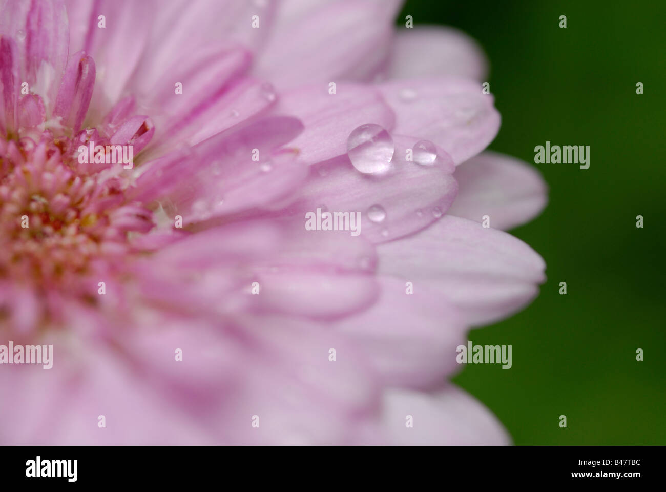 Pink Daisy with a water droplet on its petal Stock Photo - Alamy