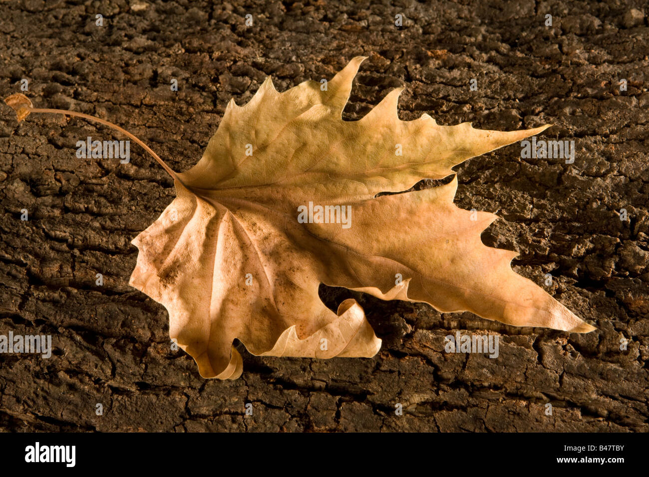 Autumn tree leaf lying on brown tree bark Stock Photo - Alamy