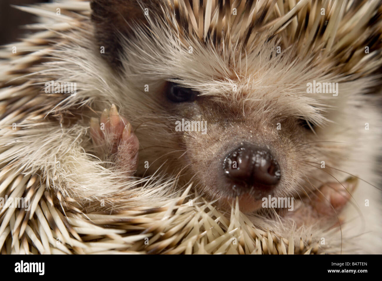 Close up portrait of a hedgehog Stock Photo - Alamy