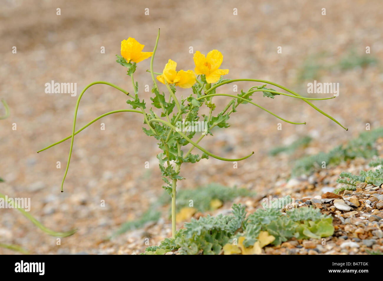 Horned Poppy High Resolution Stock Photography and Images - Alamy