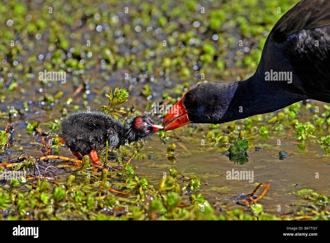Swamp hen with chicks hi-res stock photography and images - Alamy
