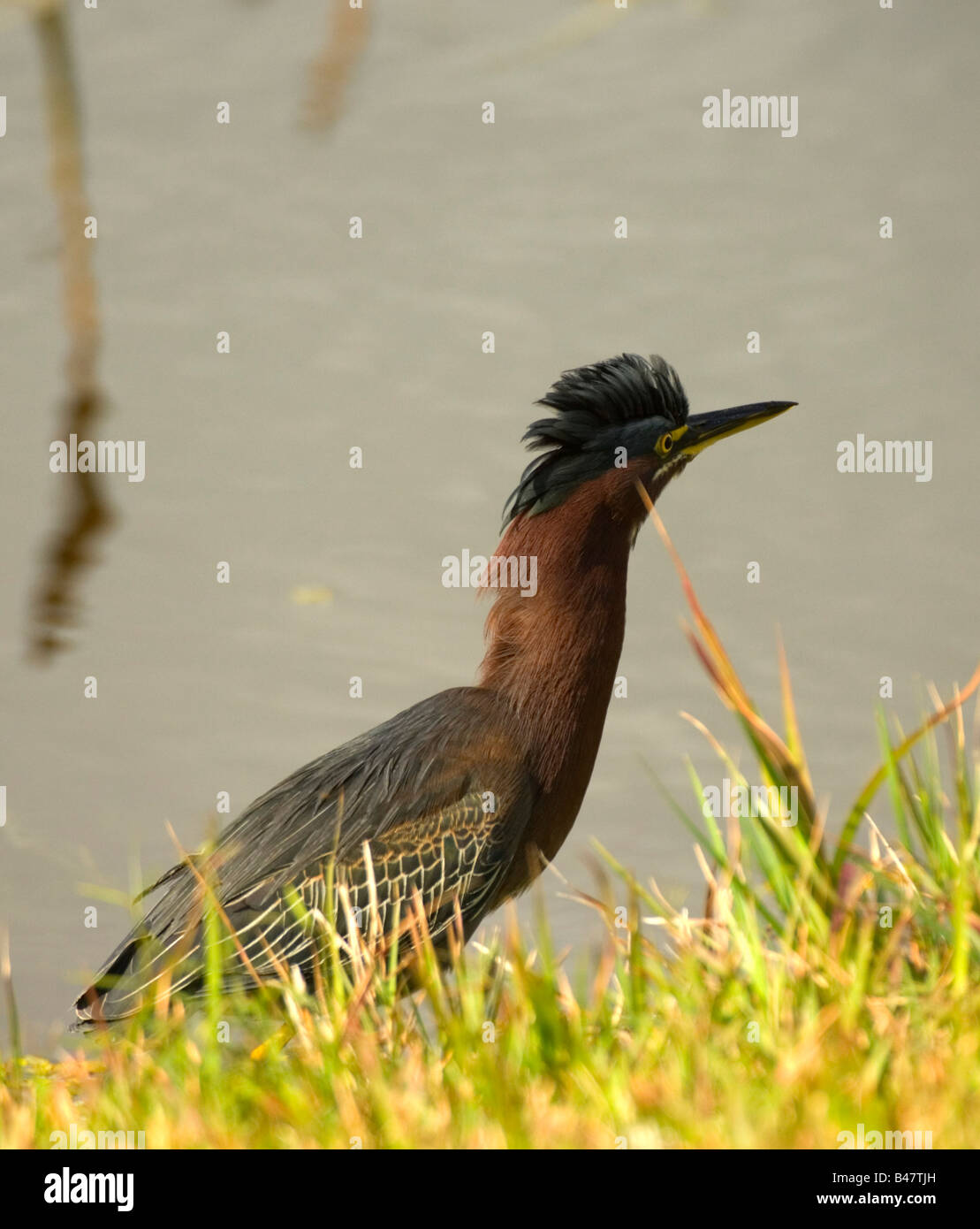 Feather vertical card eye eyes feather feathers stalking hunting hi-res ...