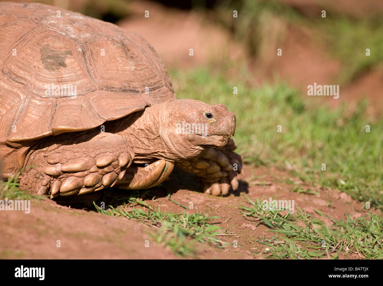African sulcata tortoise hi-res stock photography and images - Alamy