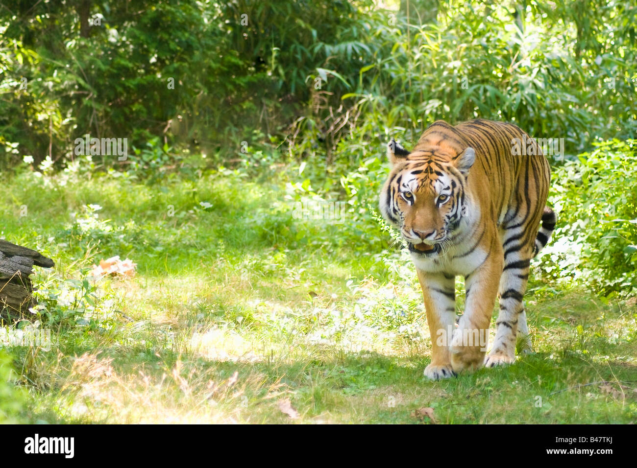 A ferocious tiger on the prowl in a natural setting Stock Photo - Alamy