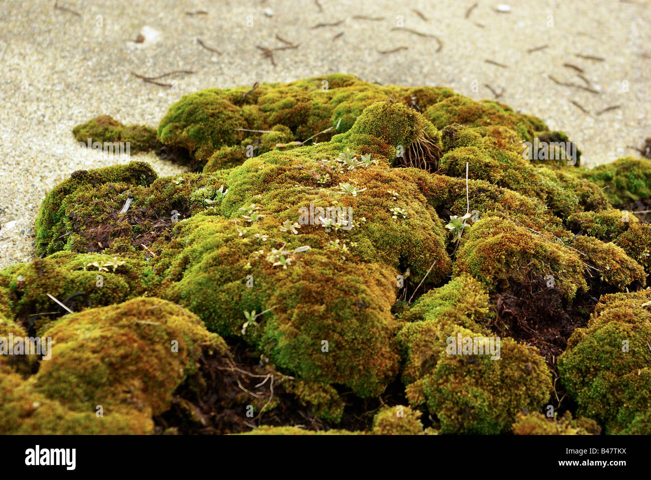 Thick green and rust colored moss grows on an old concrete slab Stock ...