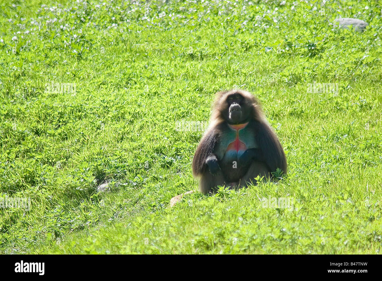 A baboon grazing in a green field by himself Stock Photo - Alamy