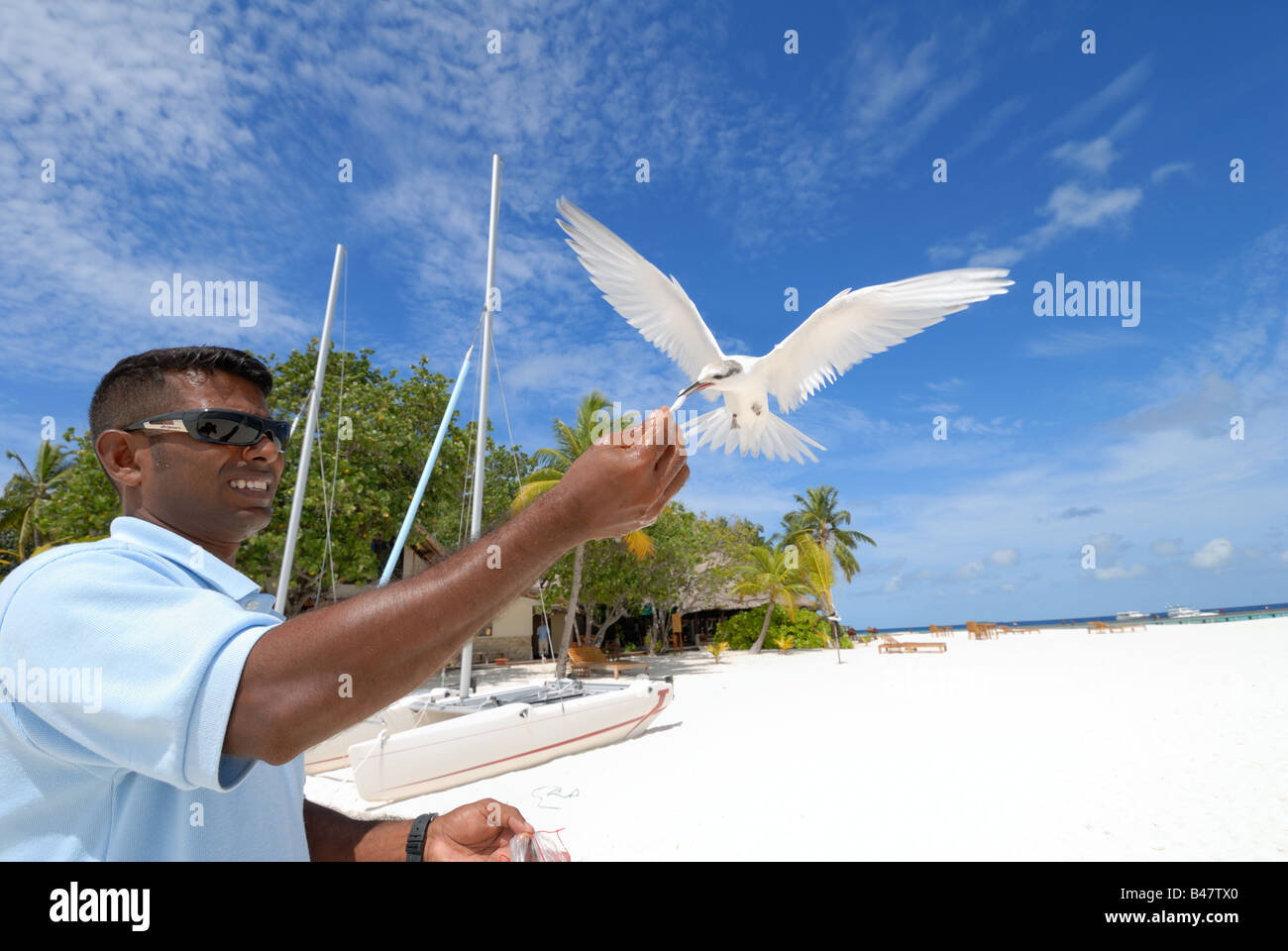 Maldives Wildlife Birds