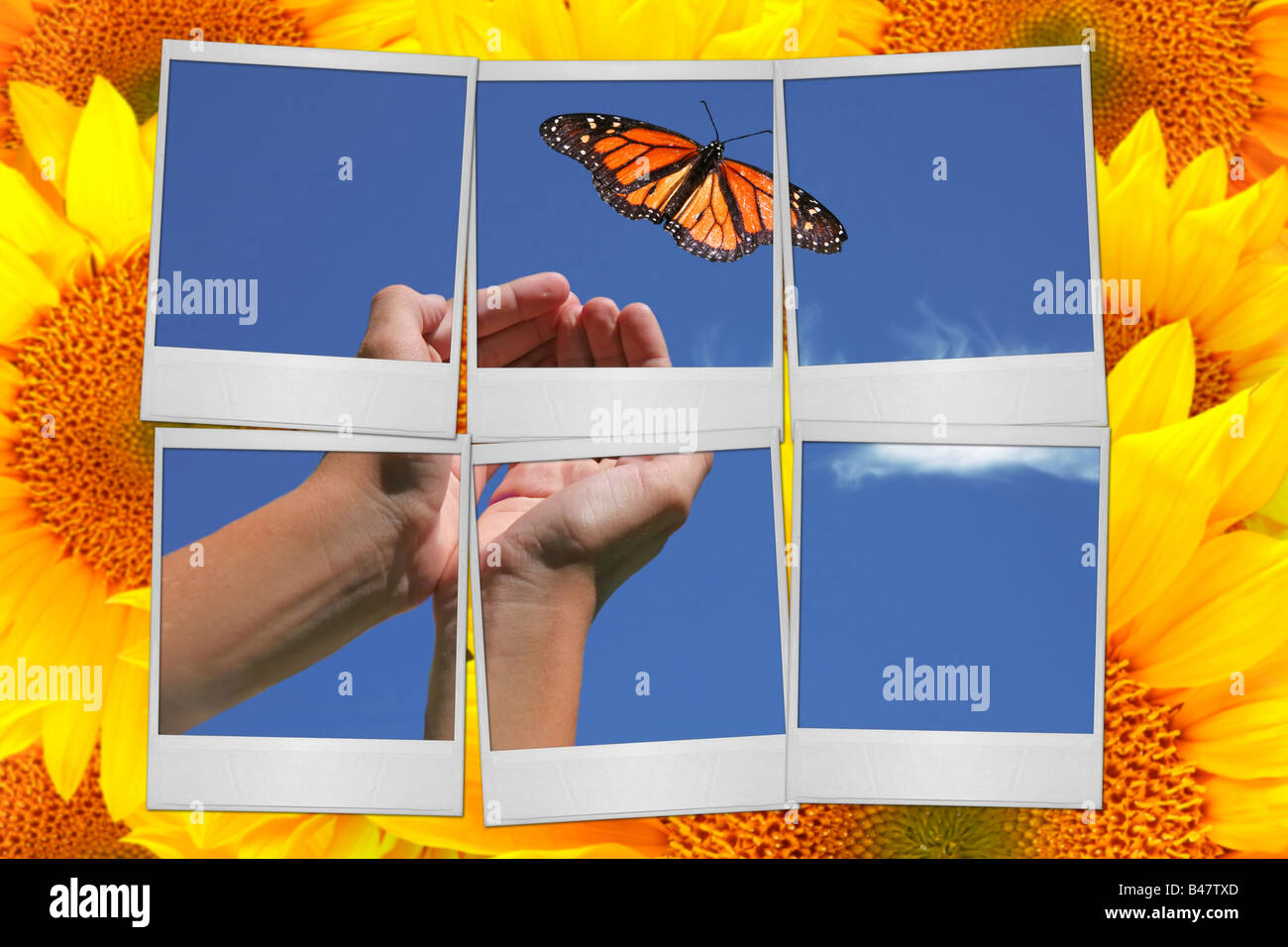 Colorful Montage of Butterfly Sunflowers and Polaroid FIlm Blanks Stock ...