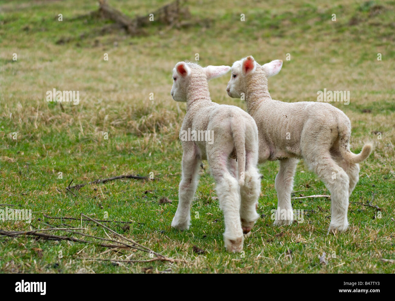 Lamb walk hi-res stock photography and images - Alamy
