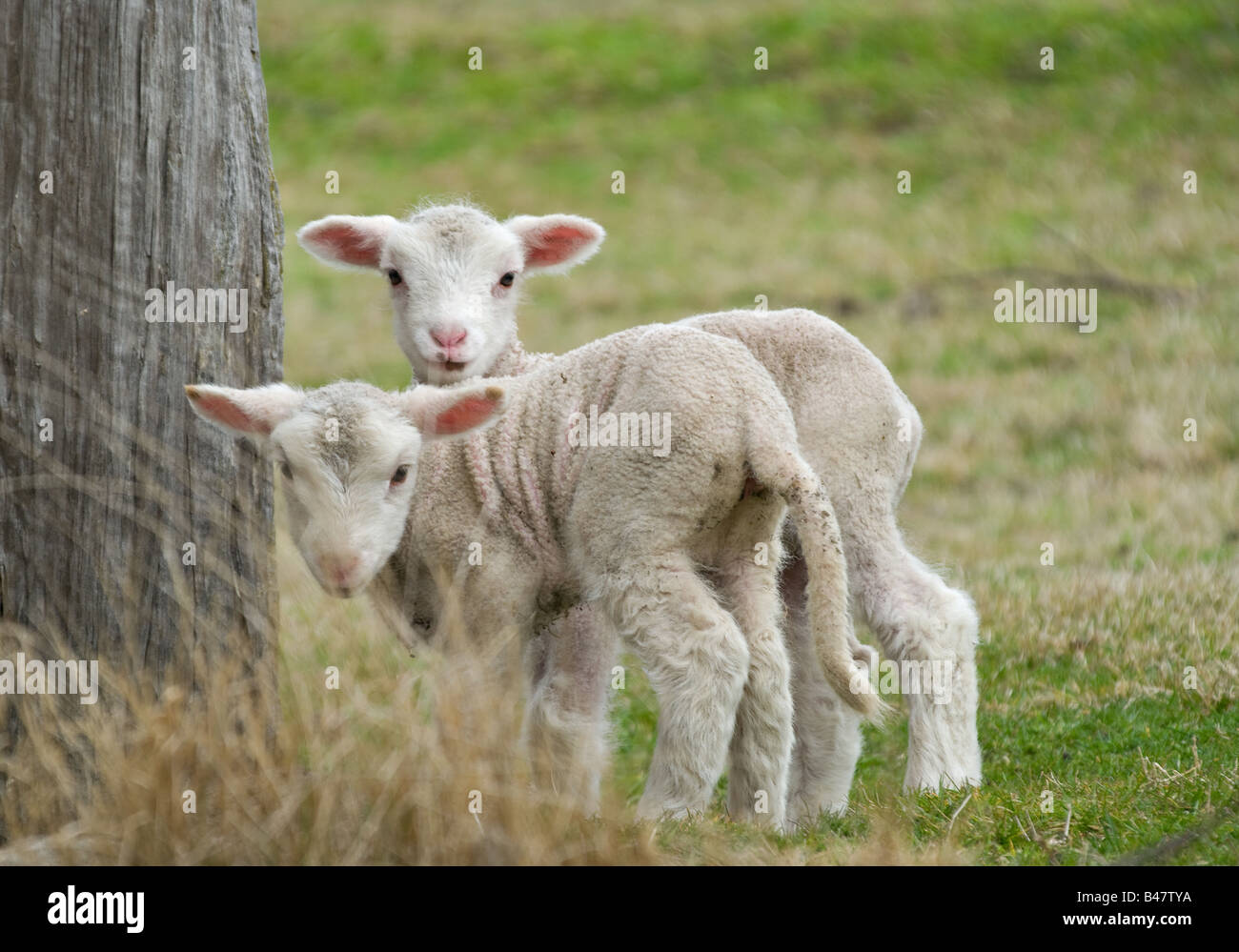 two cute and adorable shy lambs on the farm Stock Photo - Alamy