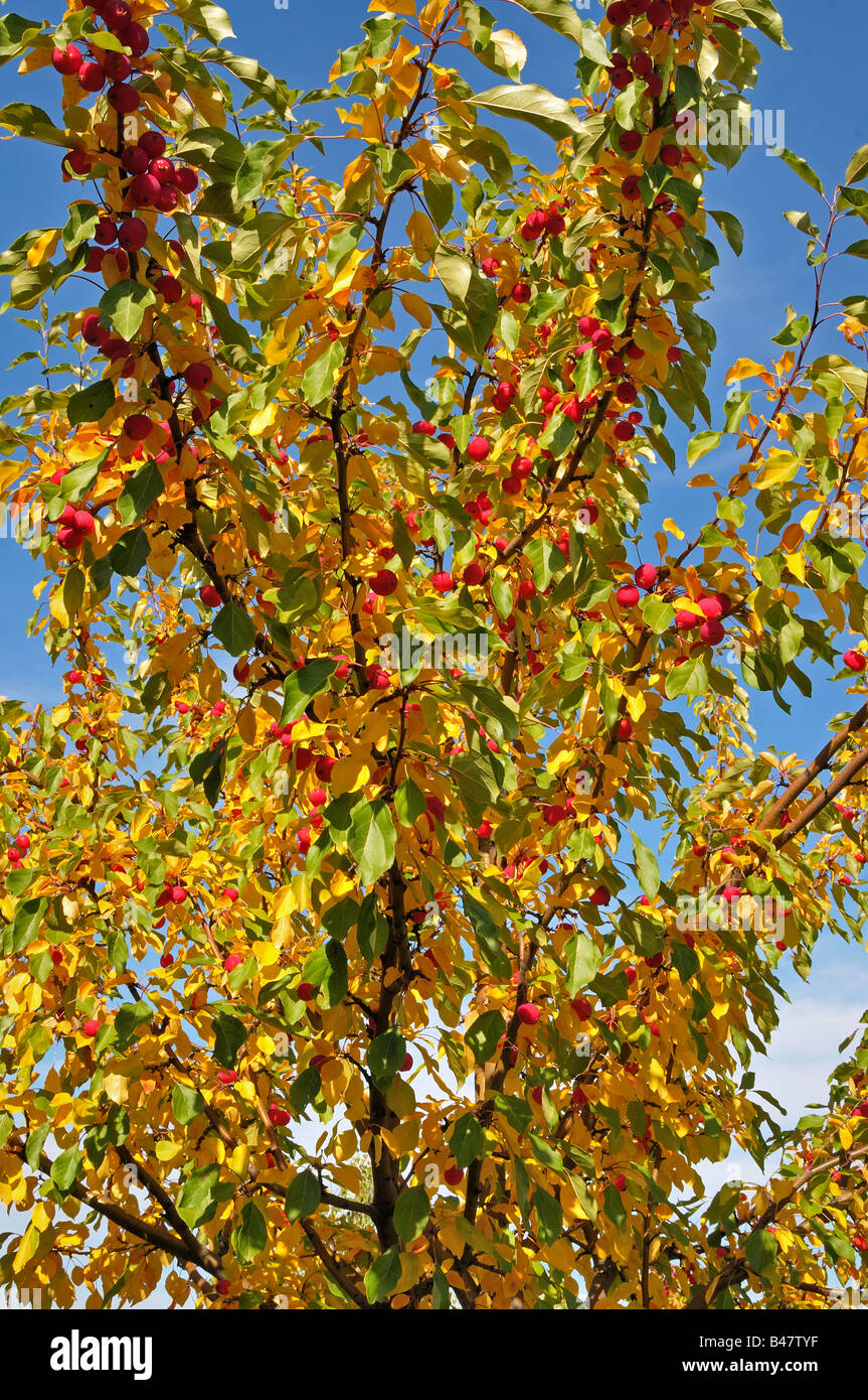 Wild apples 0802 Stock Photo - Alamy
