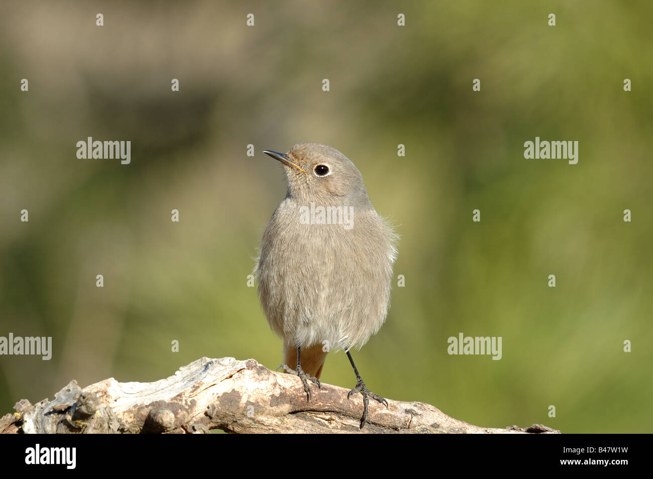 A picture of a bird Stock Photo - Alamy