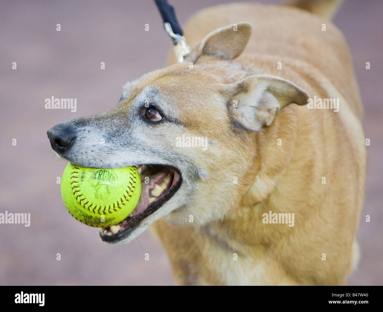 Dog with a ball hi-res stock photography and images - Alamy