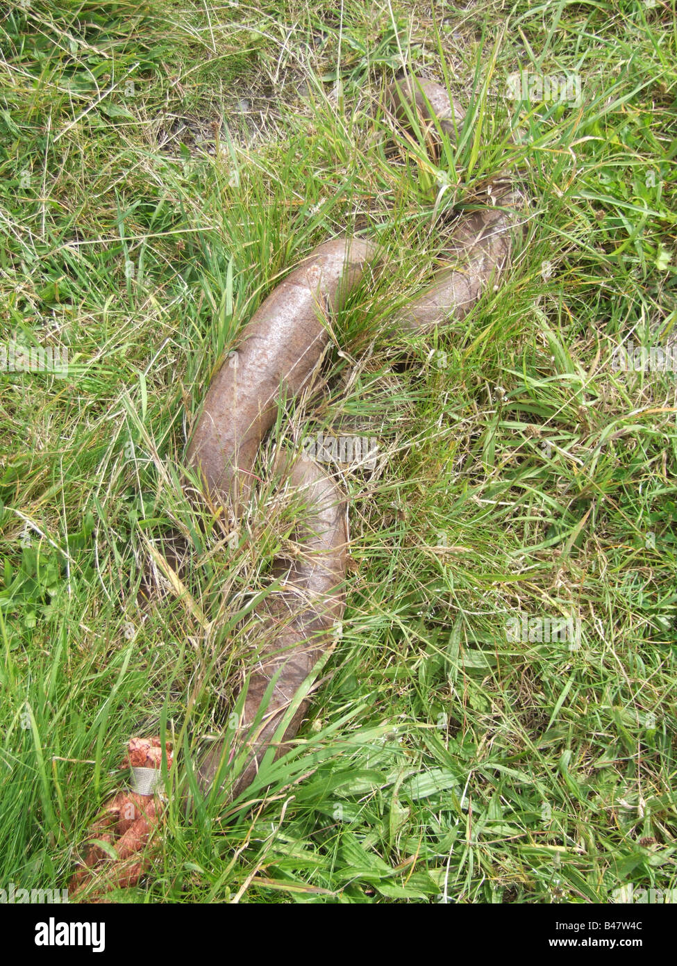 old rusty chain covered with grass in old port harbour Stock Photo - Alamy