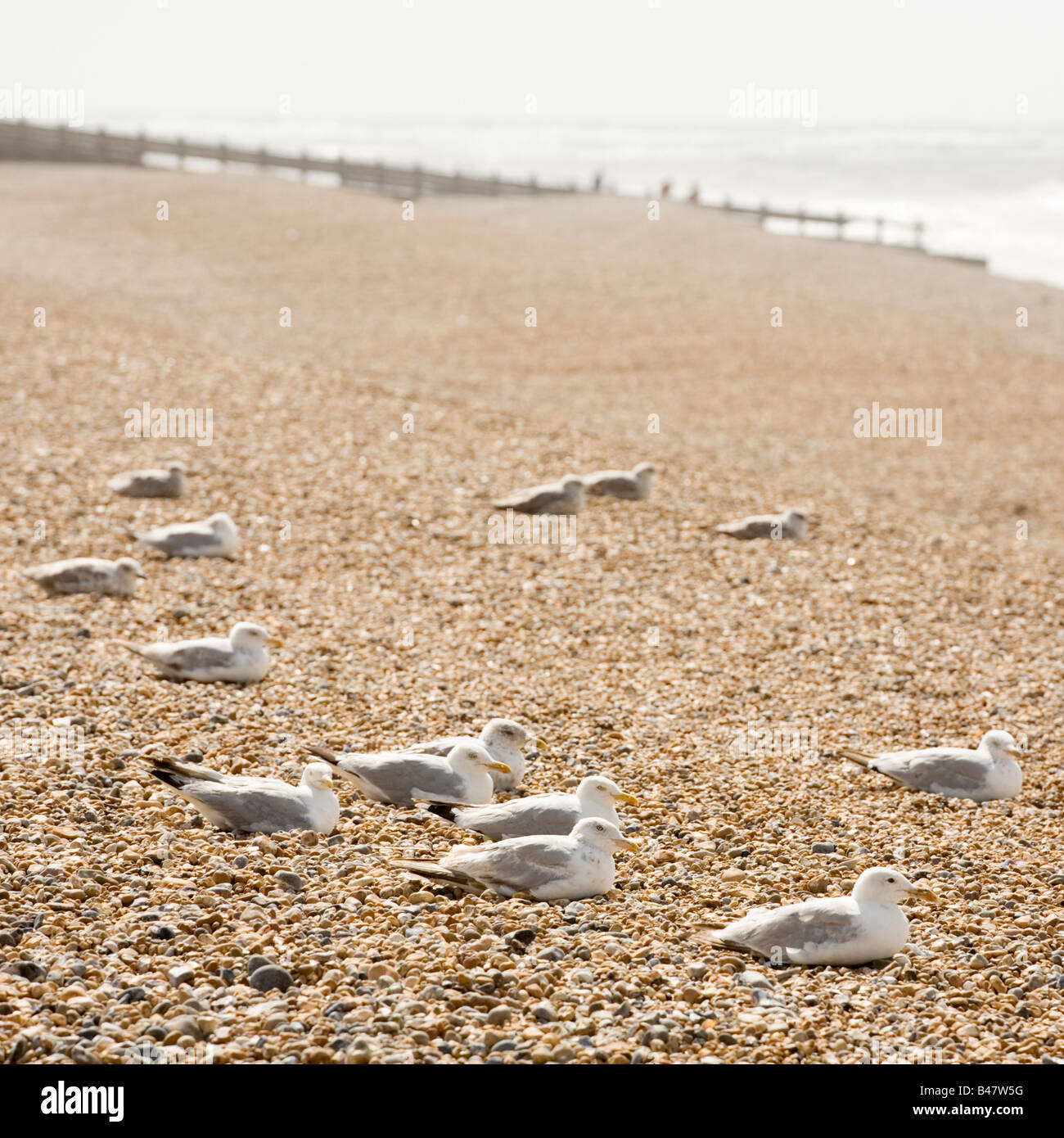 Birds on beach Stock Photo - Alamy