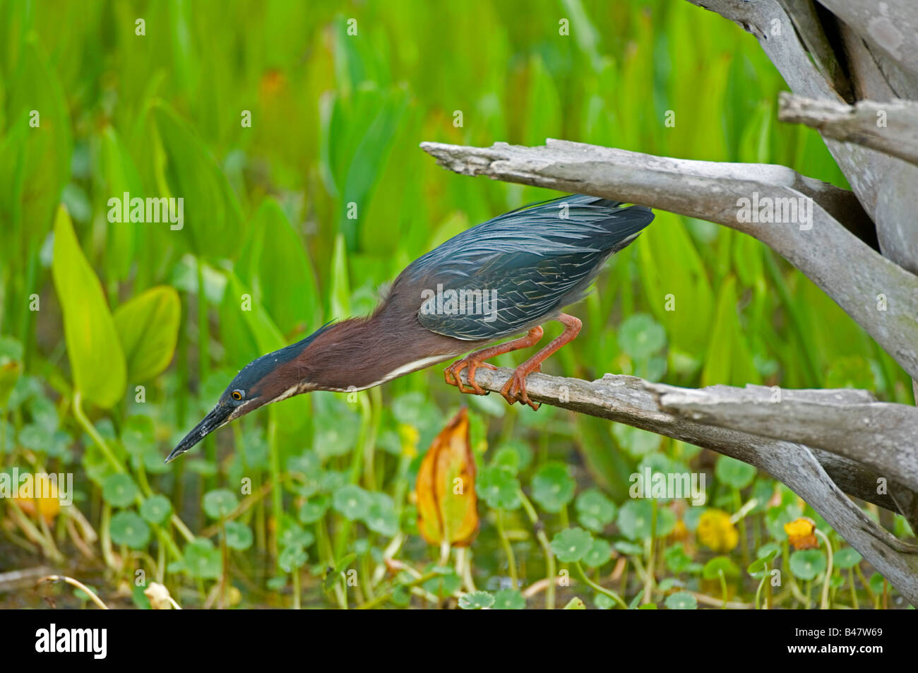Little green Heron stalking hunting wading bird Stock Photo - Alamy