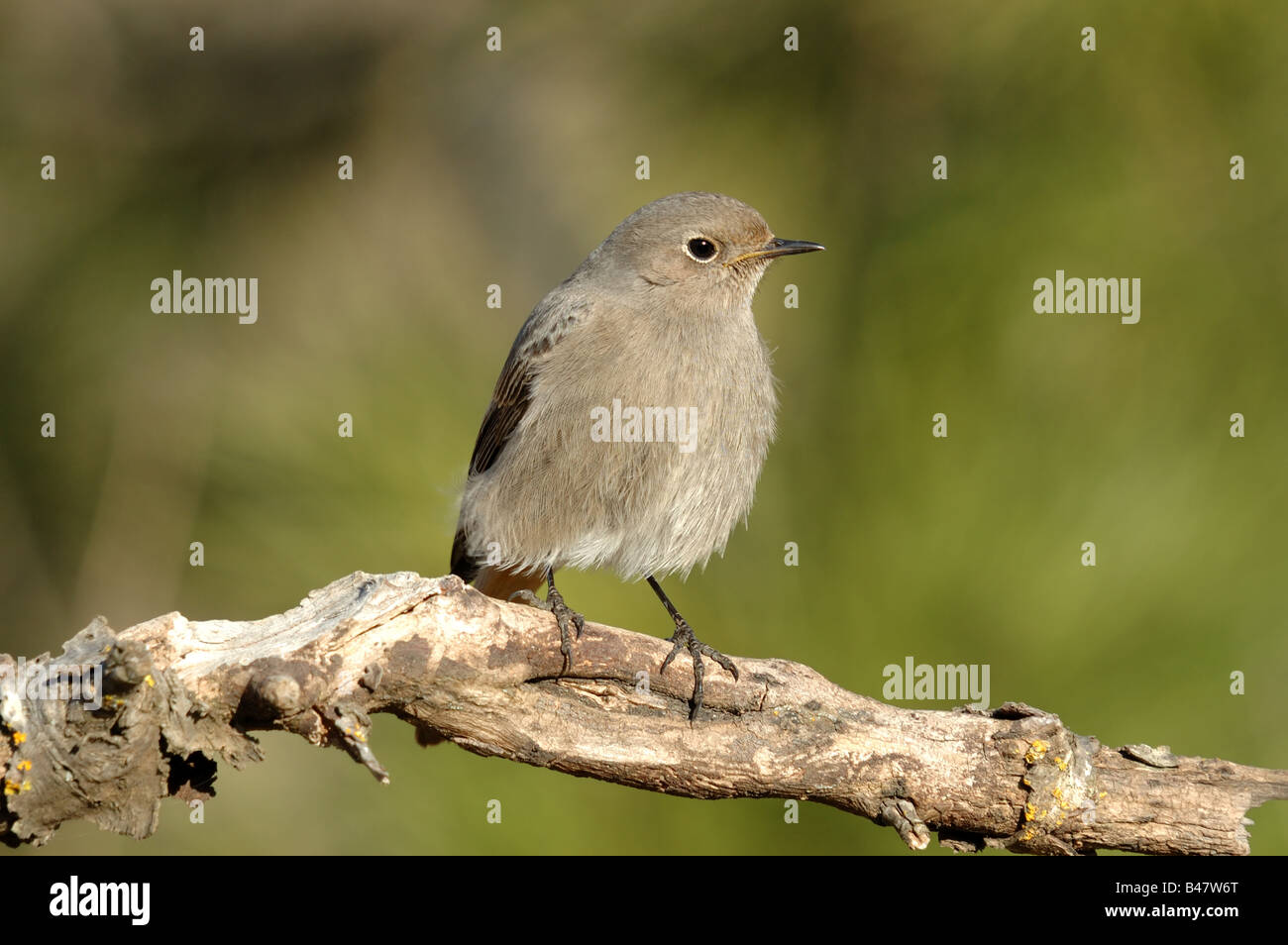 A picture of a bird Stock Photo - Alamy