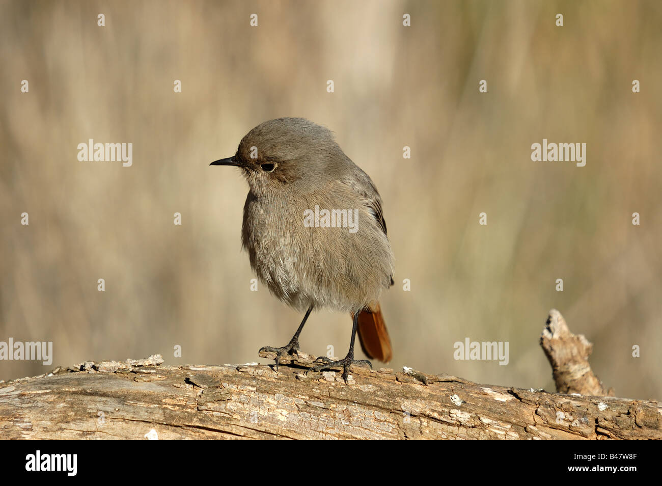 A picture of a bird Stock Photo - Alamy