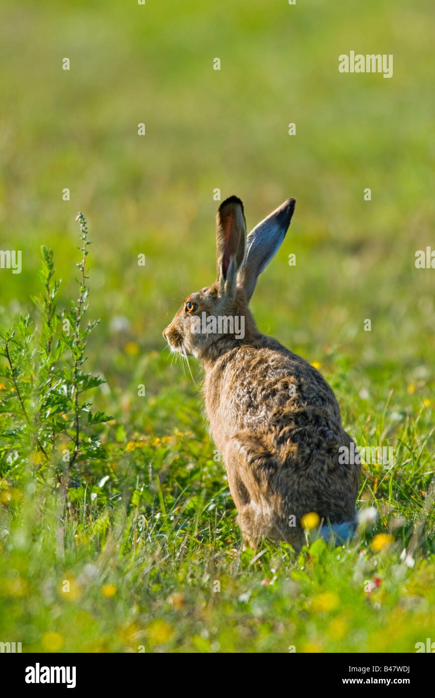 Hare wildlife hi-res stock photography and images - Alamy