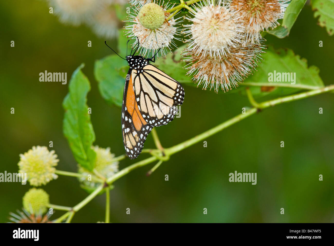 Monarch butterfly danaus plexippus on Stock Photo - Alamy