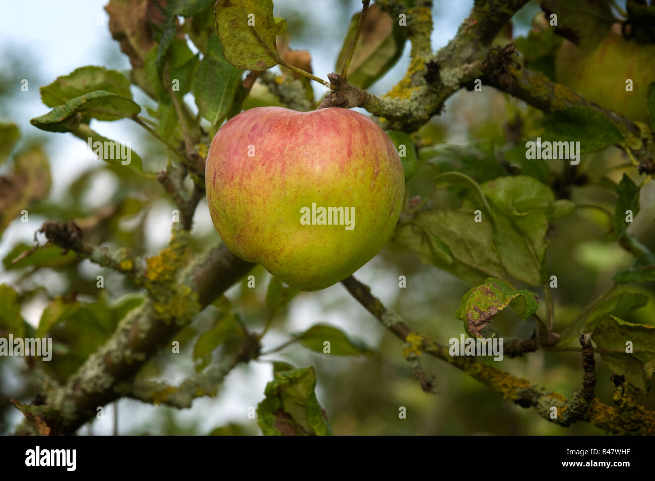 Growing nose hi-res stock photography and images - Alamy