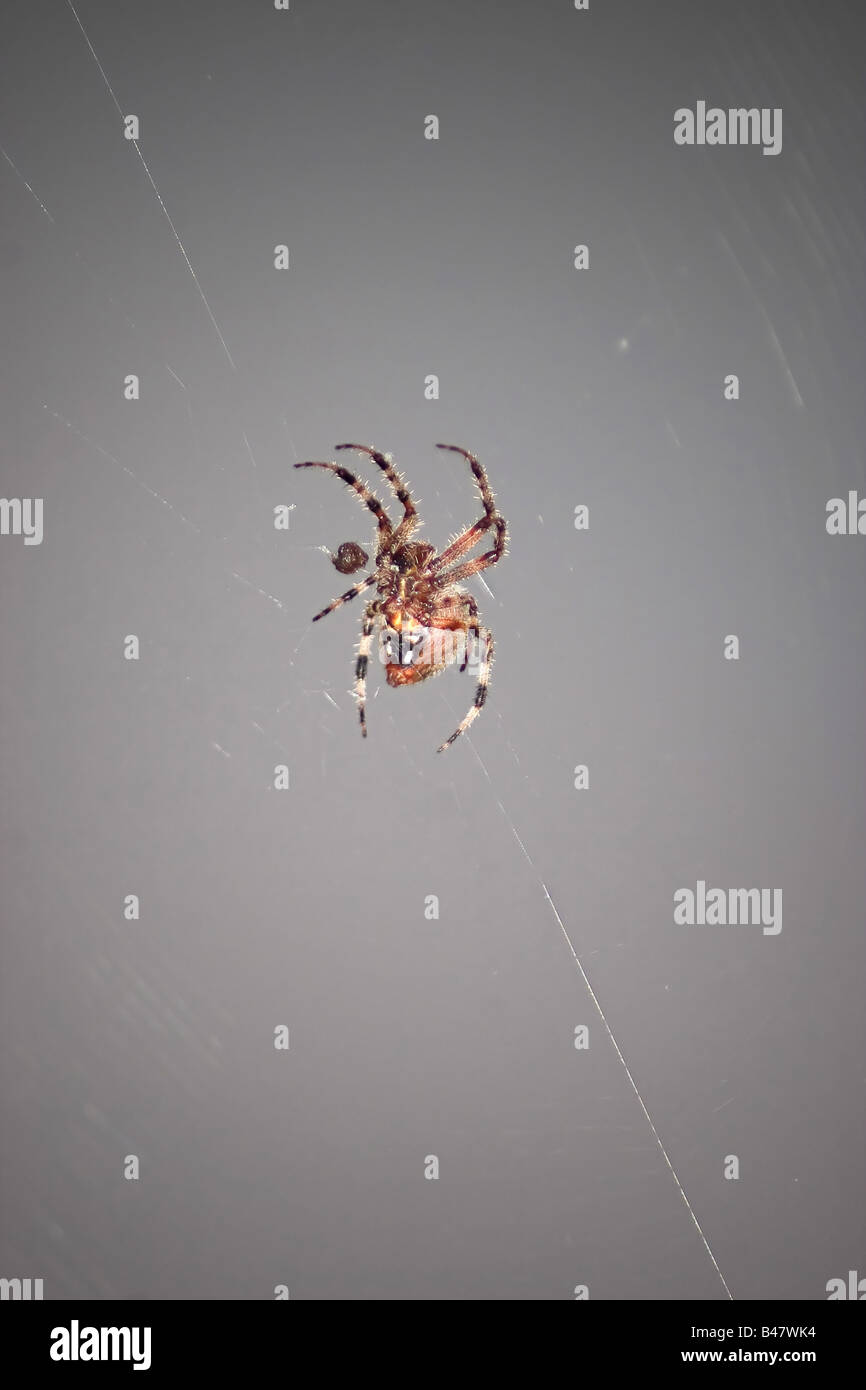 A macro shot of a spider attacking an insect caught in its web This ...