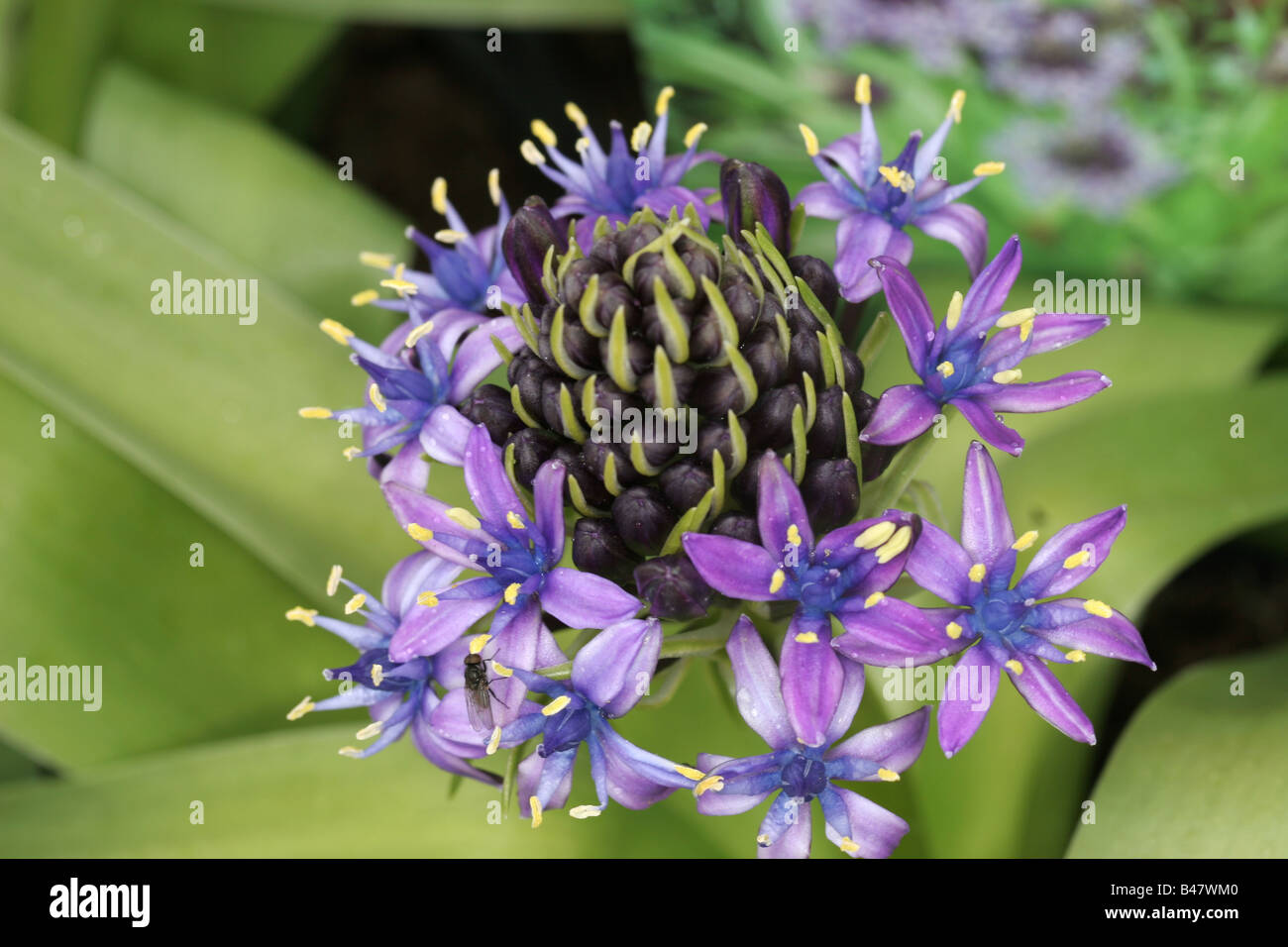 Entomophilous flower hi-res stock photography and images - Alamy