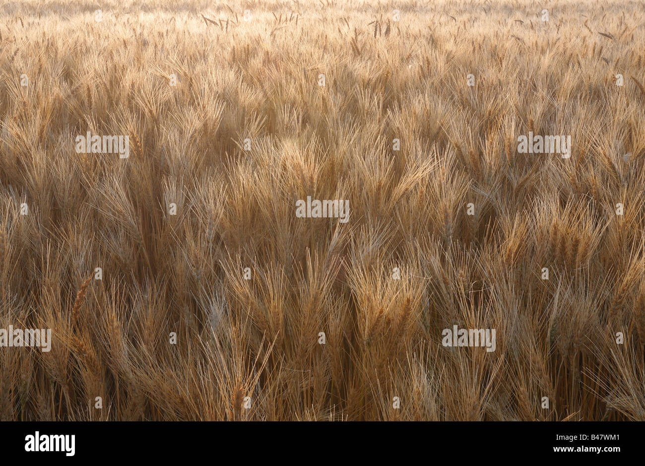 0809 hi-res stock photography and images - Alamy