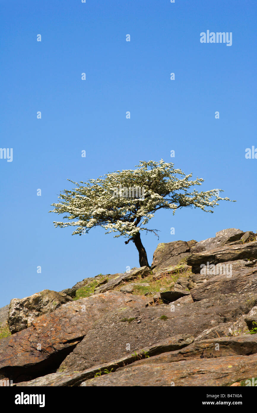 Lone Tree Pass of Llanberis Snowdonia Wales Stock Photo - Alamy