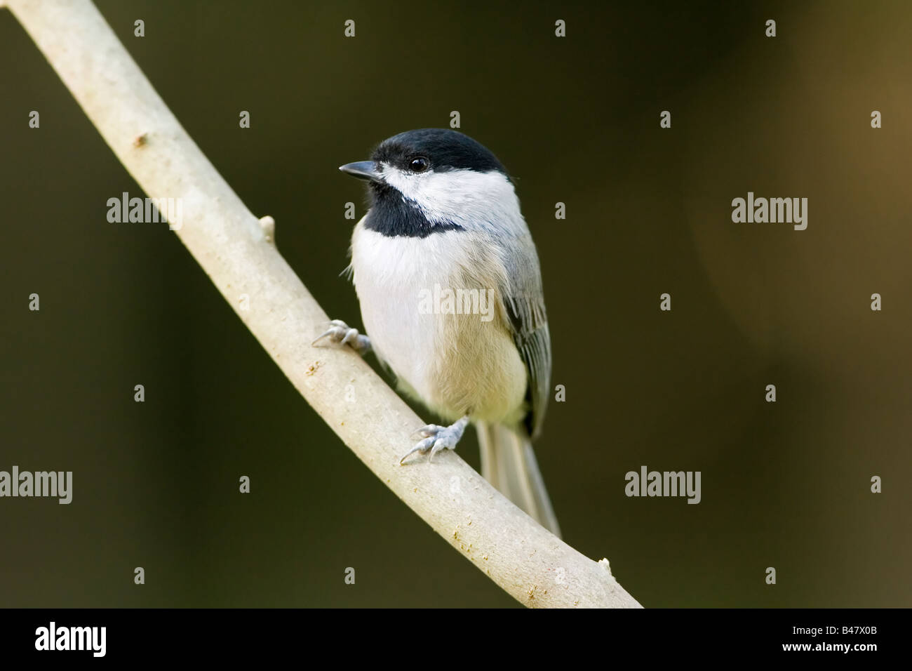 Poecile carolinensis hi-res stock photography and images - Alamy