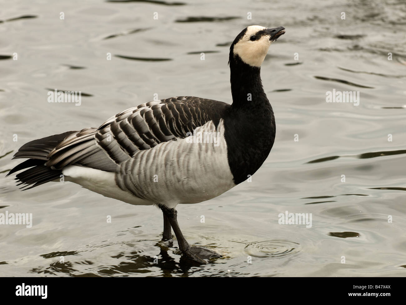 Barnacle goose hi-res stock photography and images - Alamy