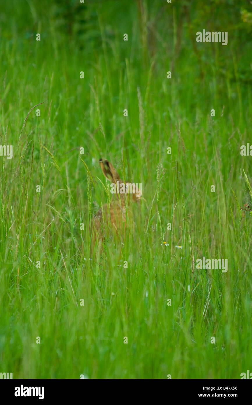 Hare hiding in grass Stock Photo - Alamy