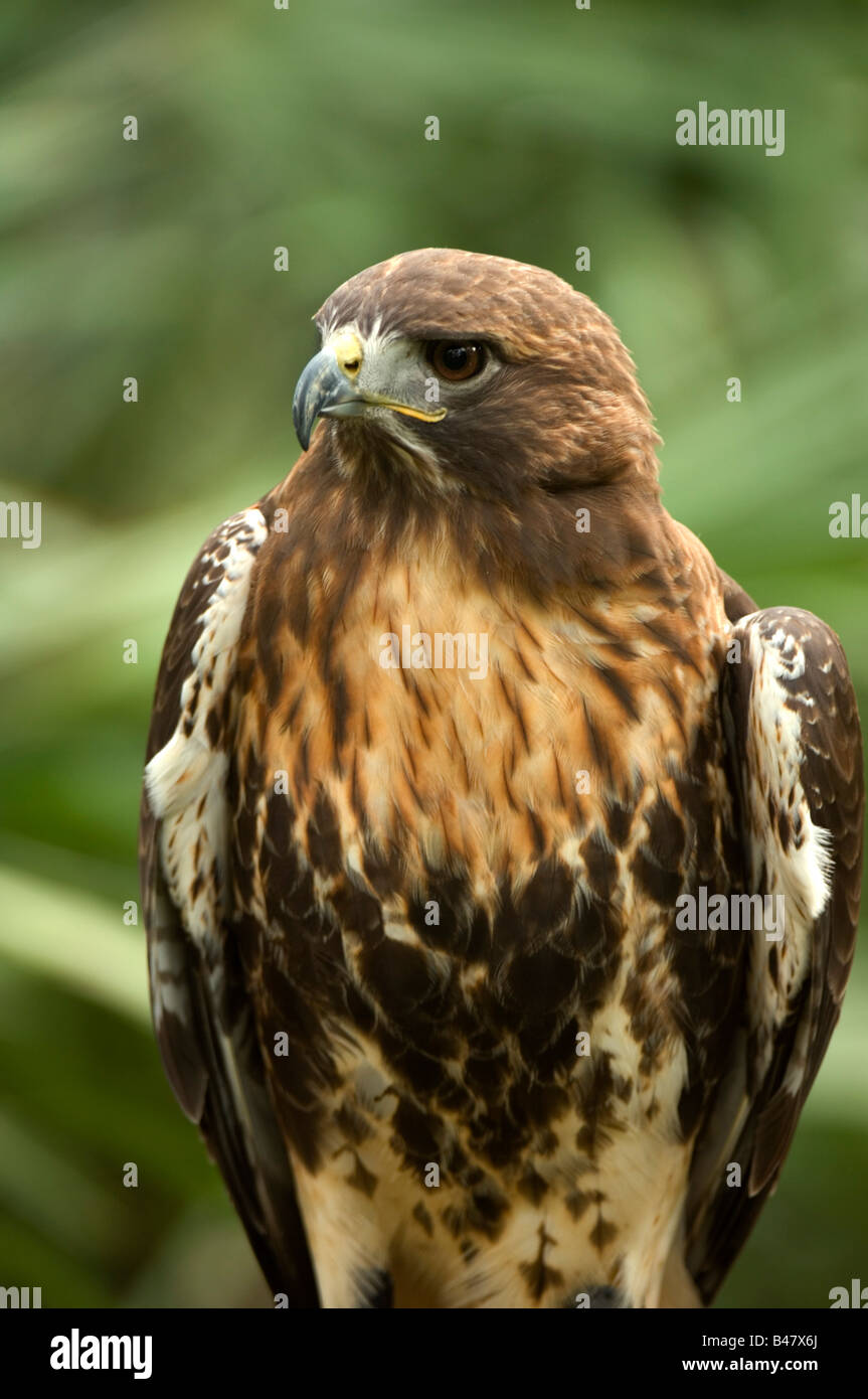 raptor red tail hawk perched stalking hunting Stock Photo - Alamy