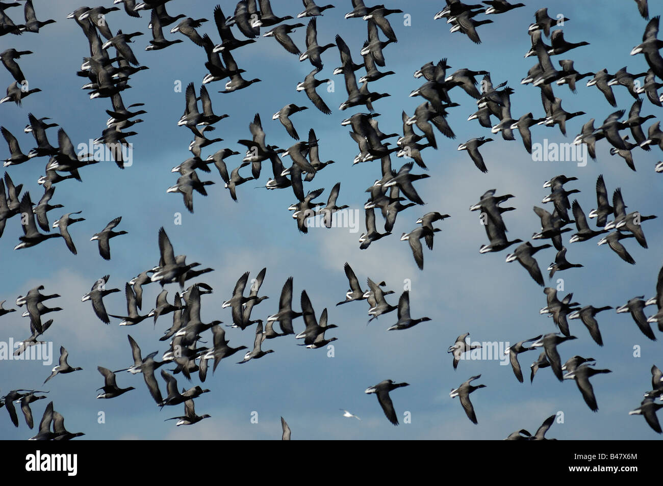 Geese in flight hi-res stock photography and images - Alamy