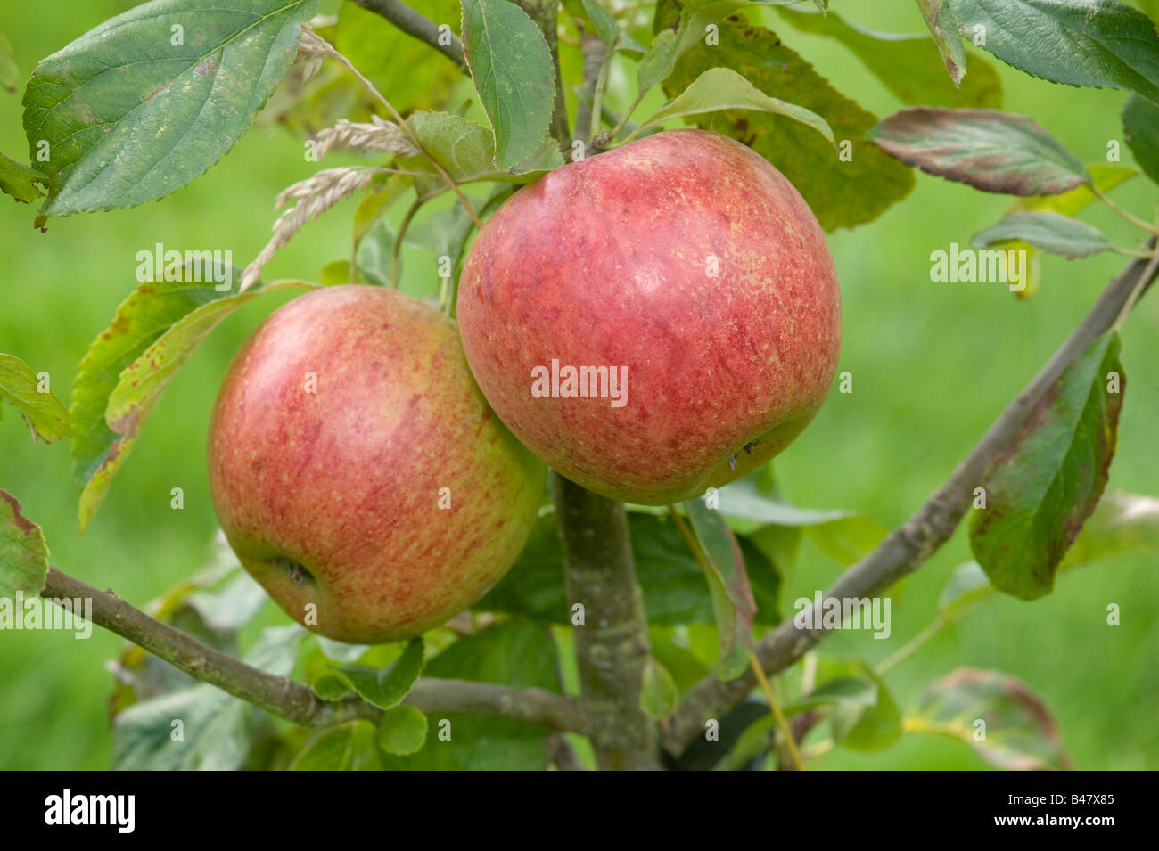 Charles ross apples hi-res stock photography and images - Alamy