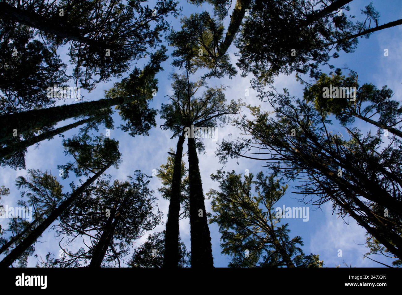 Tall straight trees hi-res stock photography and images - Alamy