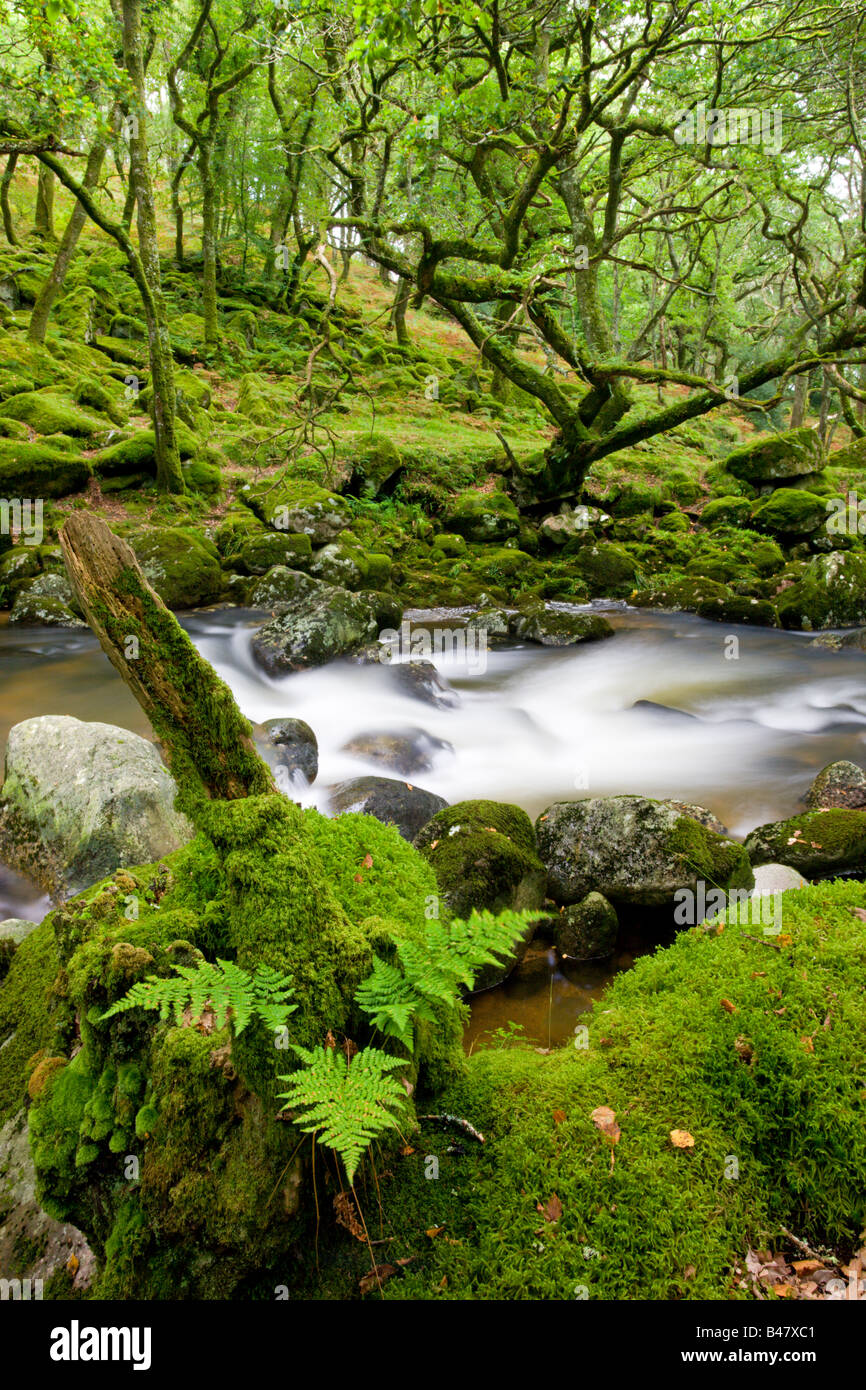 River Plym in Dewerstone Wood Dartmoor National Park Devon England ...