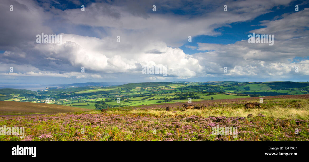 Exmoor ponies graze amongst flowering heather on Dunkery Hill in the ...