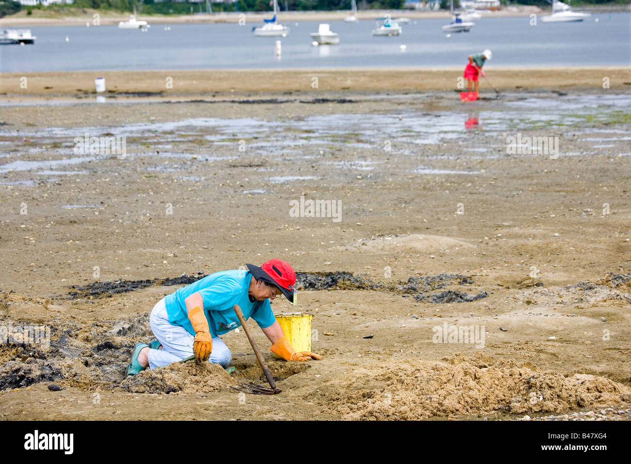 Digging for Clams at Chatham, Cape Cod, USA Stock Photo - Alamy