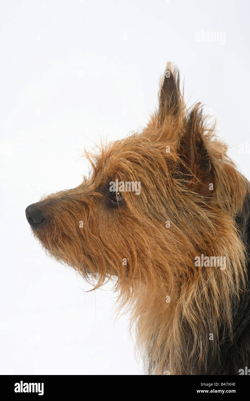 Australian Terrier side profile Stock Photo - Alamy