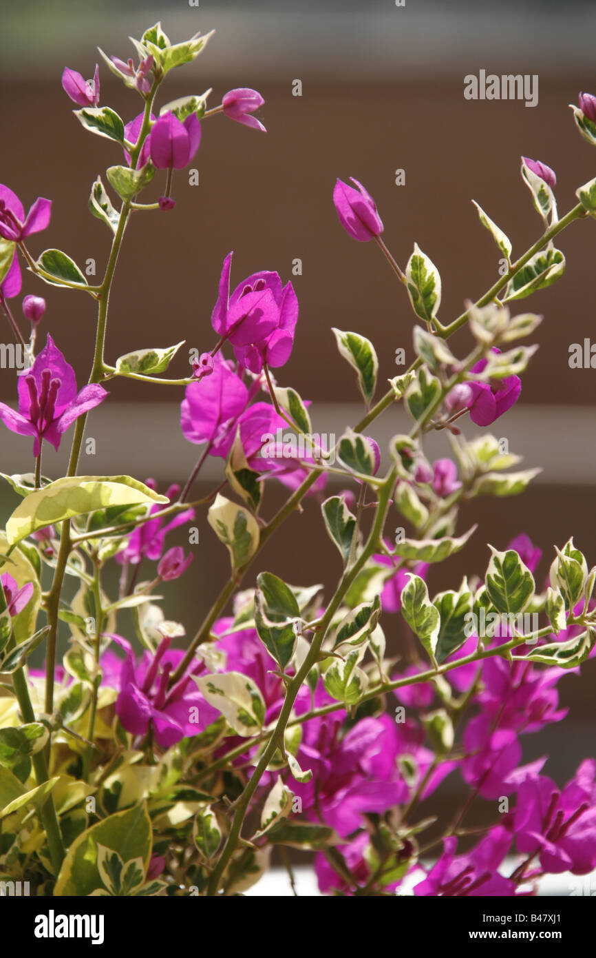 detail of lots many bunch of purple violet fuchsia flowers plants bed ...