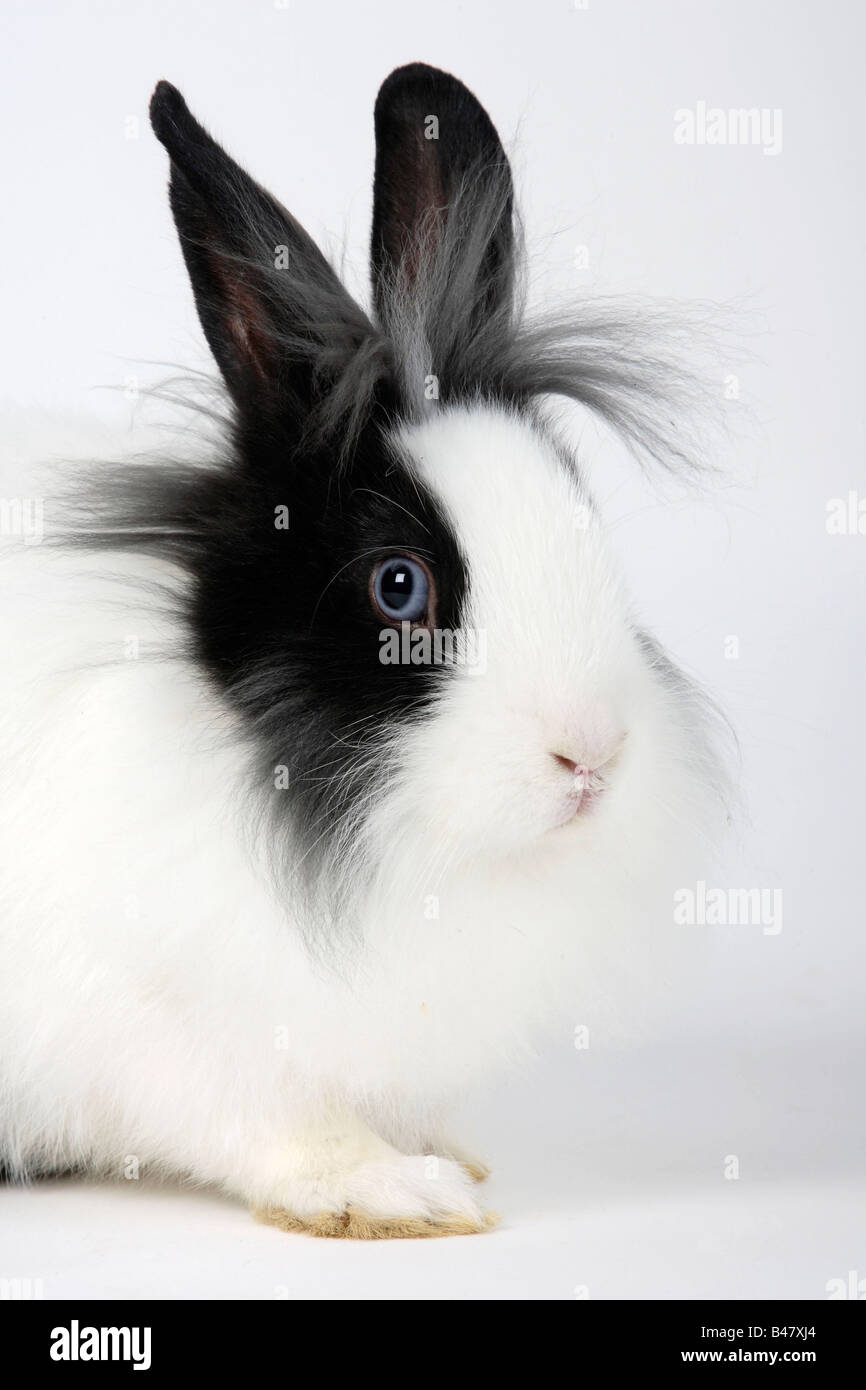 Black rabbit and white rabbits hi-res stock photography and images - Alamy