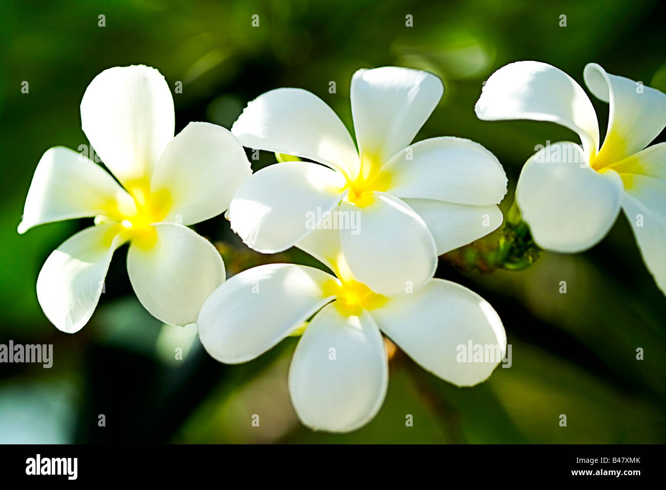 White Frangipanni Flower Krabi, Thailand Stock Photo - Alamy