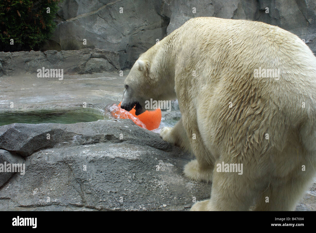 Bear rear end hi-res stock photography and images - Alamy