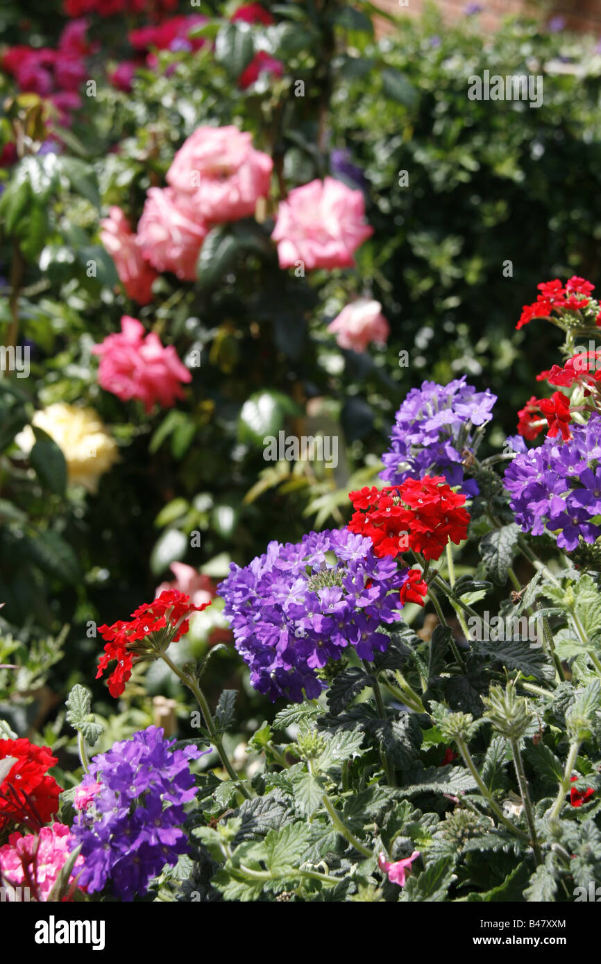 lots of geranium type flowers growing in garden Stock Photo - Alamy