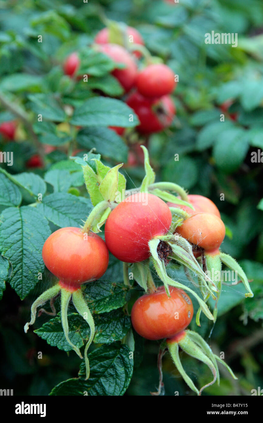 ROSA RUGOSA HIPS IN AUTUMN Stock Photo - Alamy