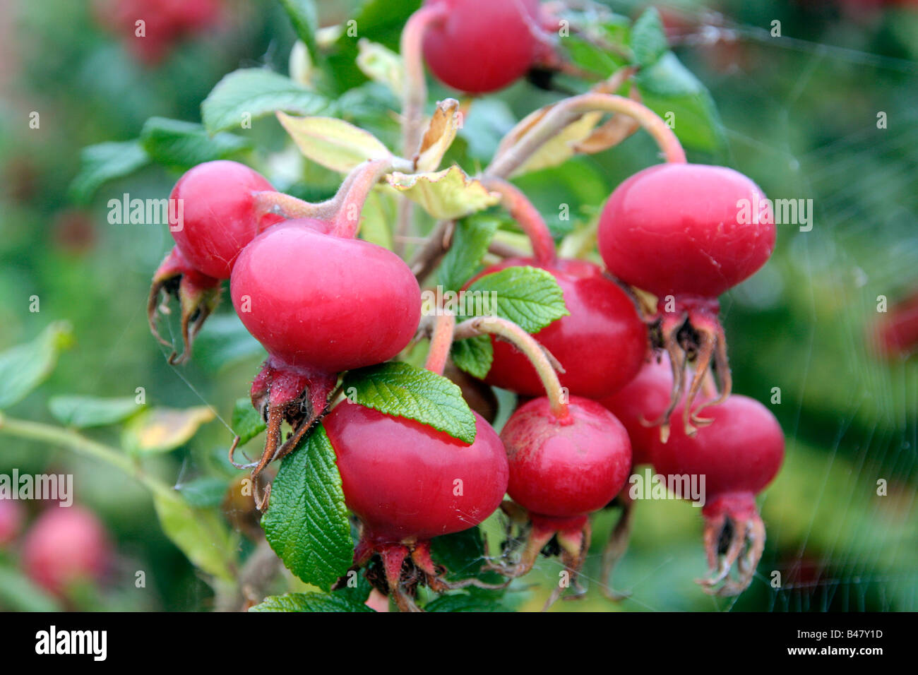 ROSA RUGOSA HIPS IN AUTUMN Stock Photo - Alamy