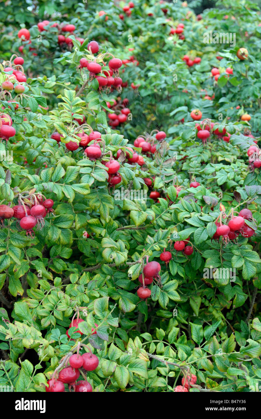 ROSA RUGOSA HIPS IN AUTUMN Stock Photo - Alamy