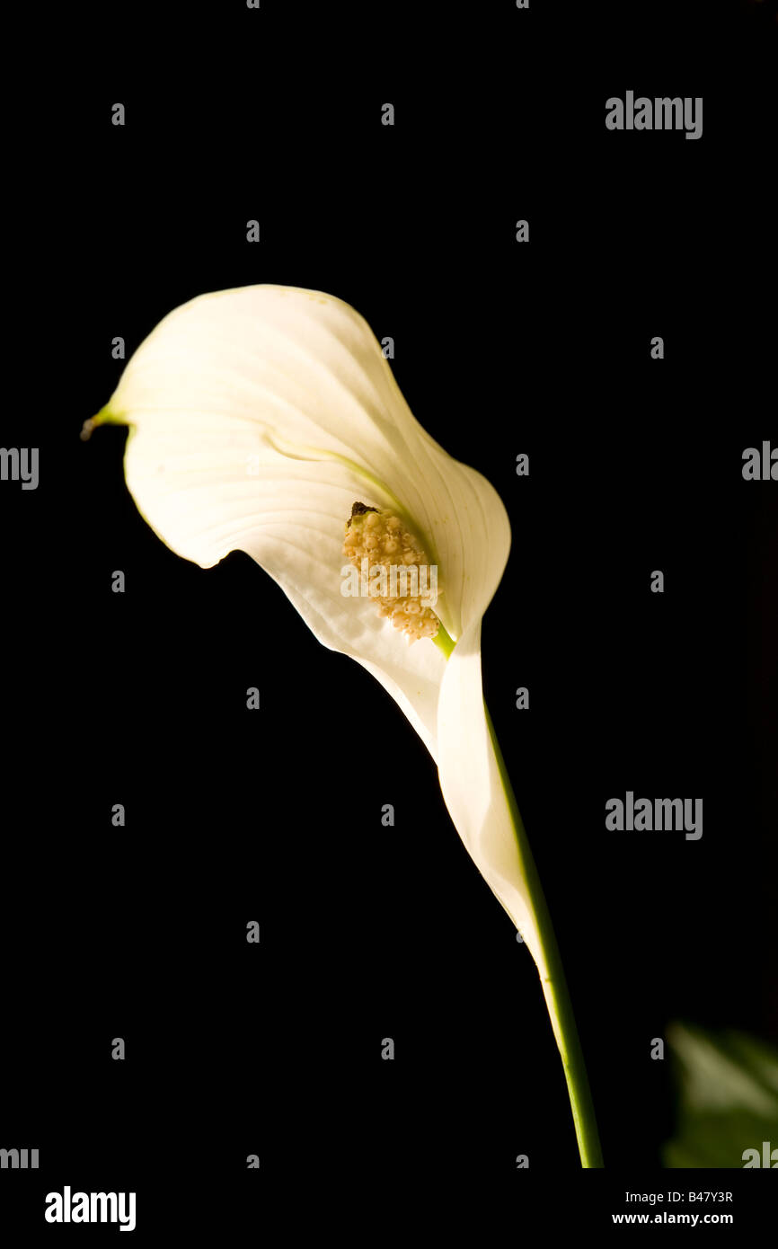 Inflorescence of anthurium hi-res stock photography and images - Alamy